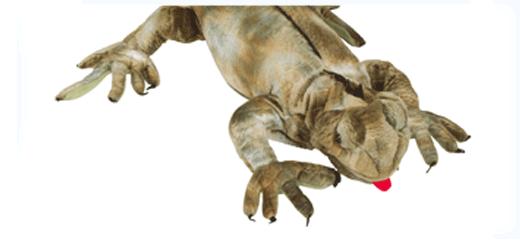 Reptile Puppets – The Puppet Store